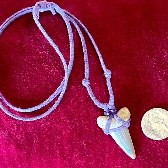 Jewelry | Great White Shark Tooth Necklace Fossilized Great White Shark ...
